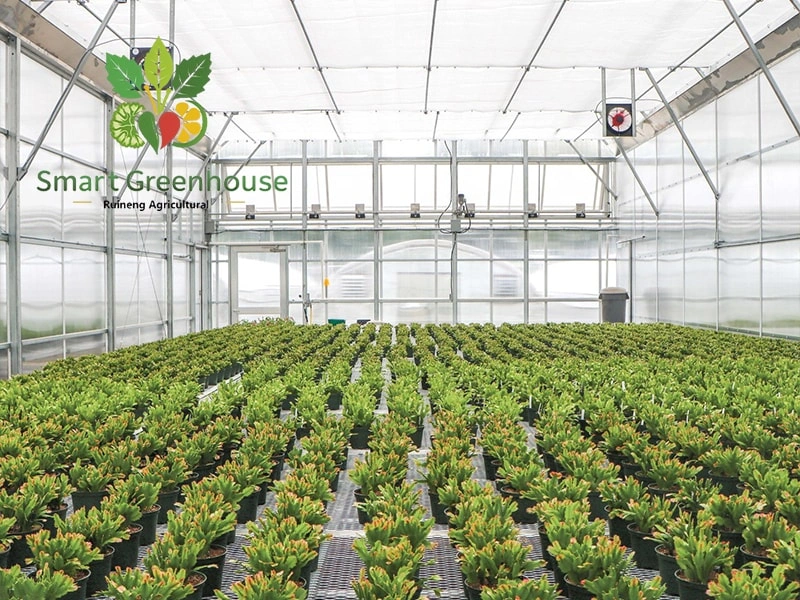 PC Greenhouse - PC Greenhouse - Shandong Ruineng Century Agricultural ...